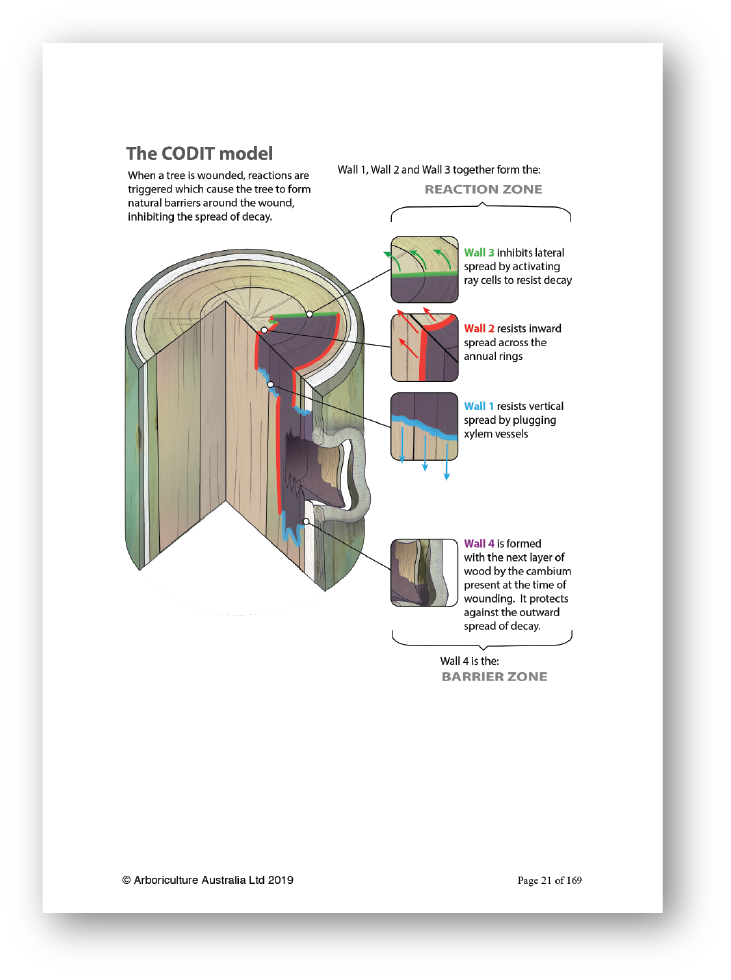 MIS308 Tree Pruning — Arb Supplies